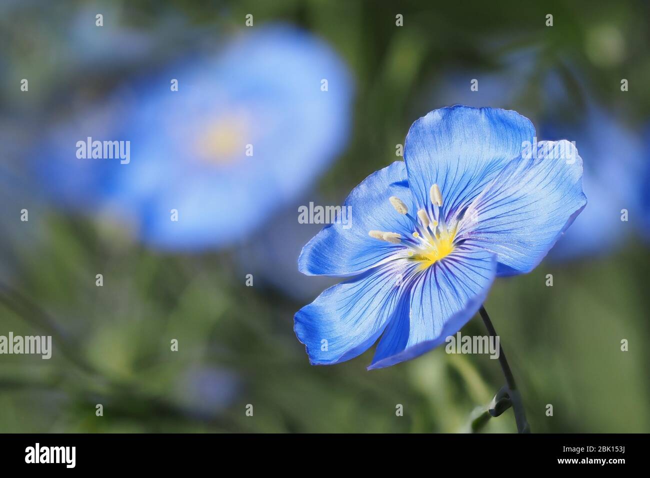 Plant flax blue flower hi-res stock photography and images - Alamy