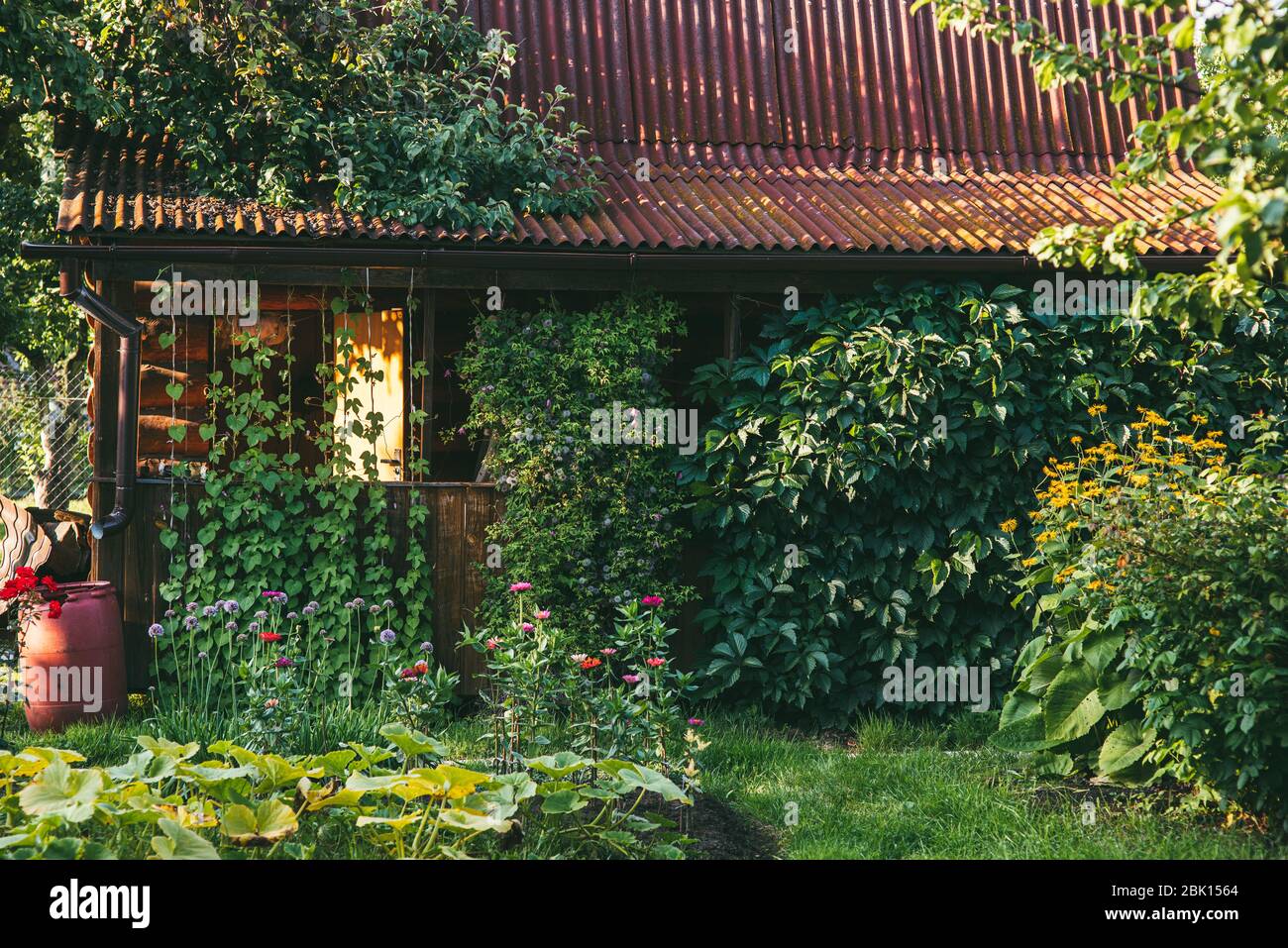 Virginia creepers plant or Parthenocissus quinquefolia Green hedge ...