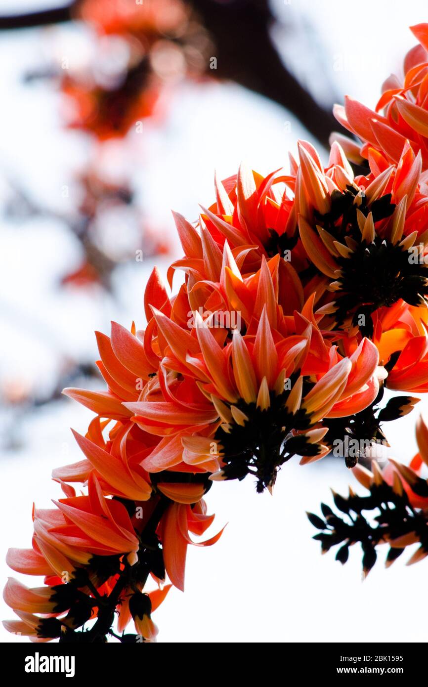 Bastard Teak is species of Butea native to tropical and sub-tropical ...