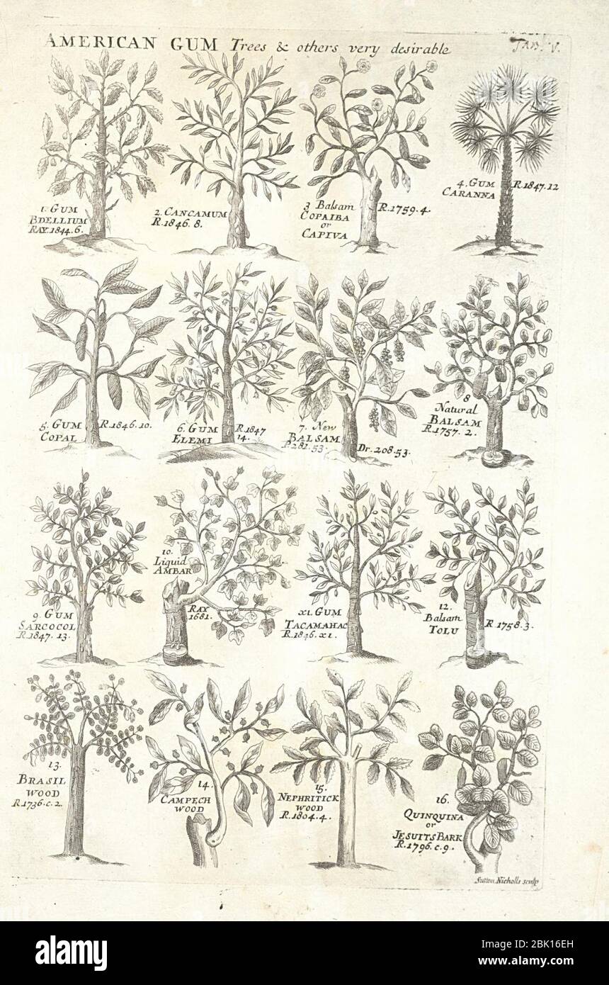 Hortus Peruvanius medicinalis, or, The South-Sea herbal (TAB. V Stock ...