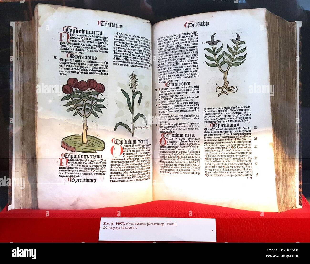 Hortus sanitatis 1497 Stock Photo - Alamy