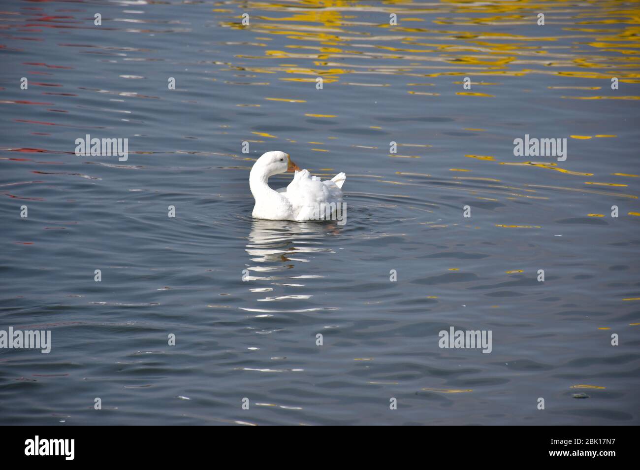 White Duck swimming in the lake Stock Photo - Alamy