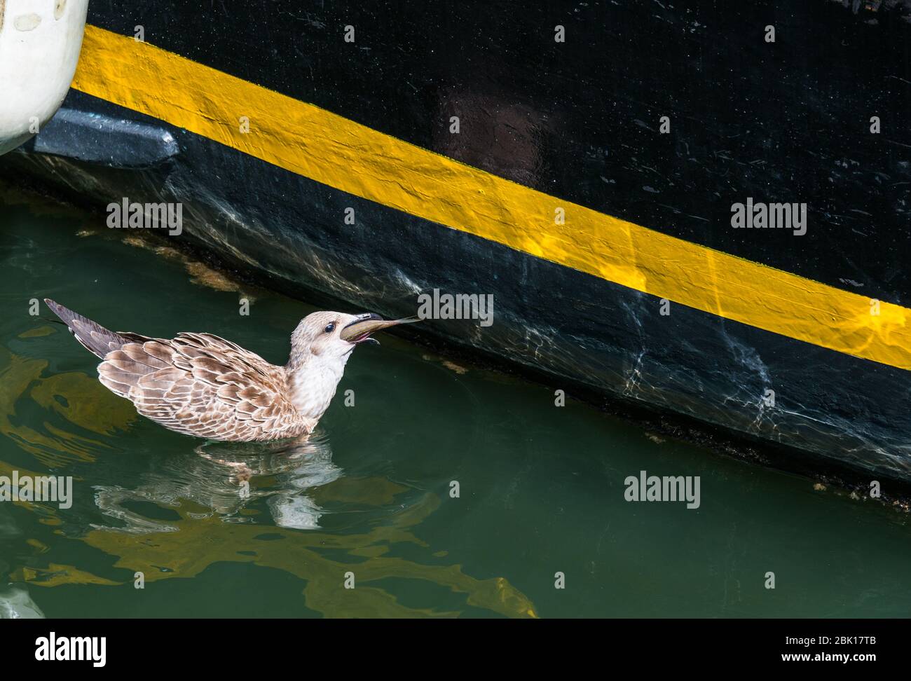 Fish eating duck hi-res stock photography and images - Alamy