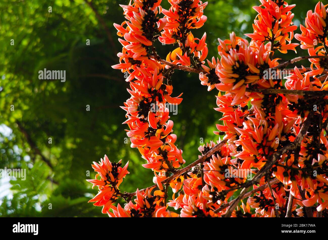 Bastard Teak is species of Butea native to tropical and sub-tropical ...