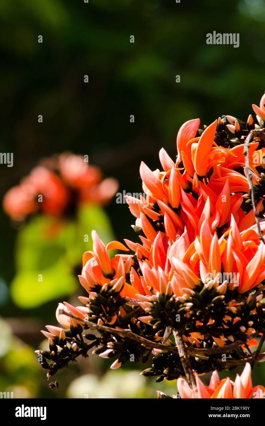 Bastard Teak is species of Butea native to tropical and sub-tropical ...