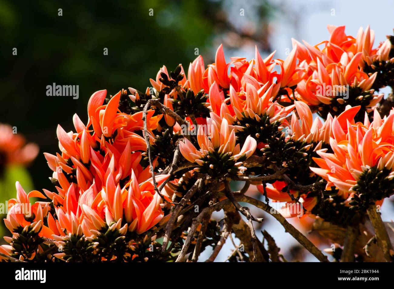 Bastard Teak is species of Butea native to tropical and sub-tropical ...