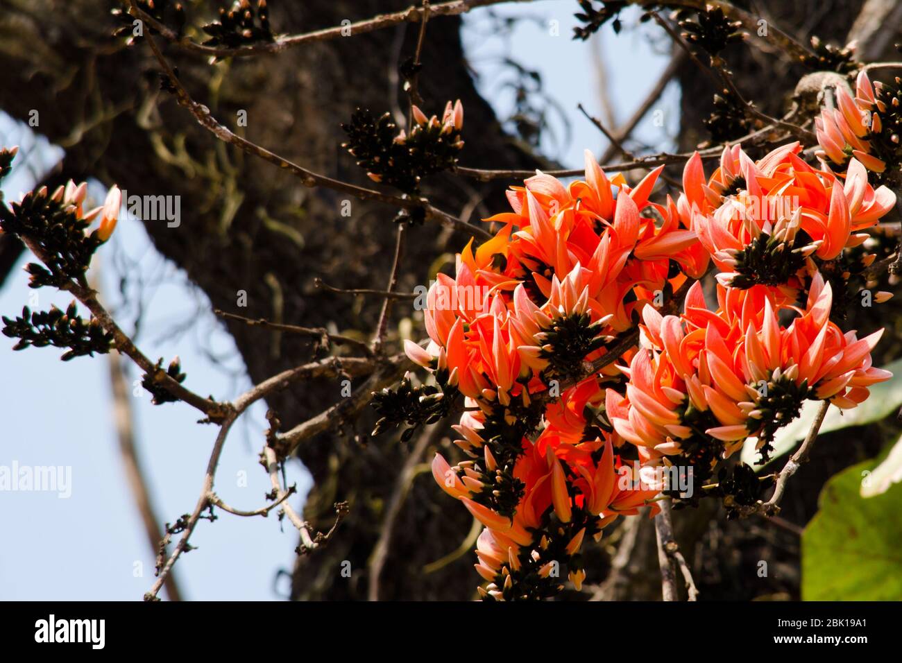 Bastard Teak is species of Butea native to tropical and sub-tropical ...