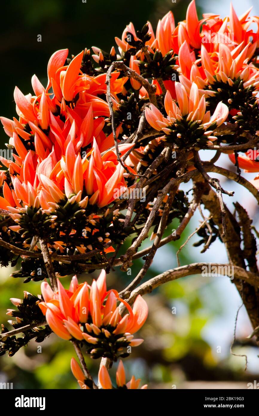 Bastard Teak is species of Butea native to tropical and sub-tropical ...