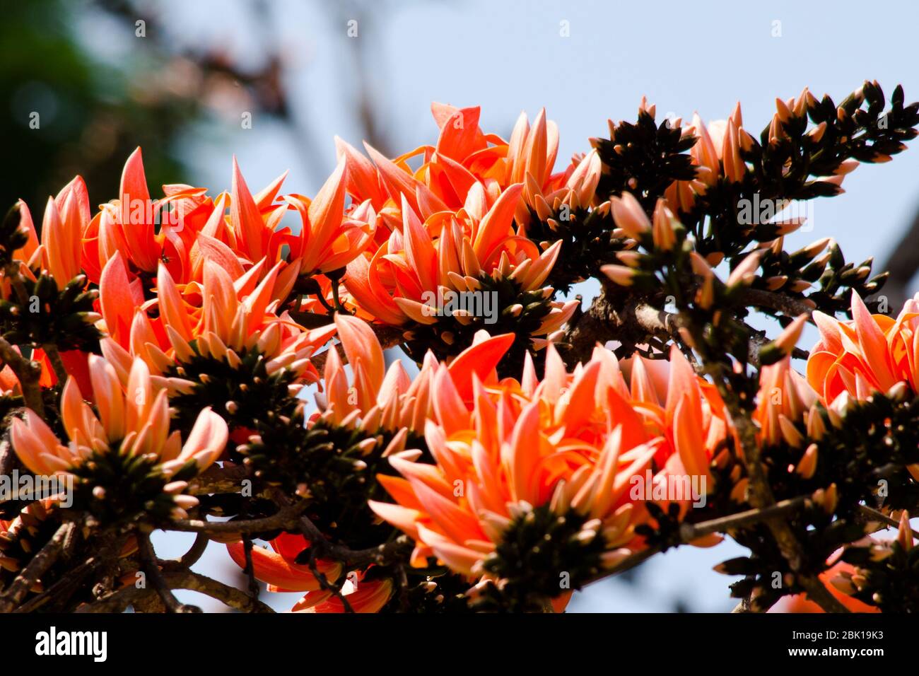 Bastard Teak is species of Butea native to tropical and sub-tropical ...