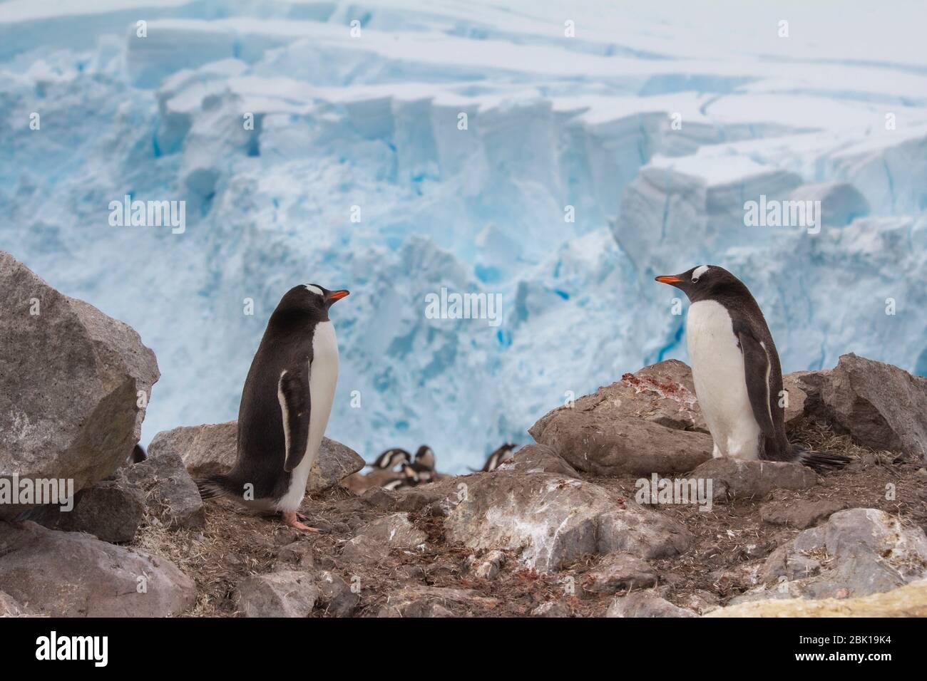 Two penguins on rock standing in front of antarctic cliff Stock Photo ...