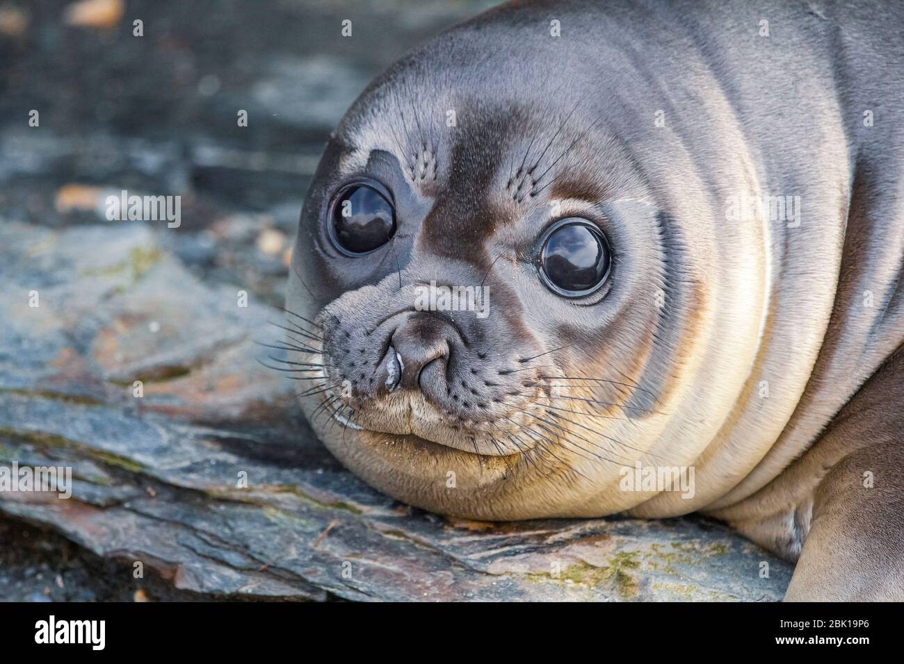 Beady eyes hi-res stock photography and images - Alamy