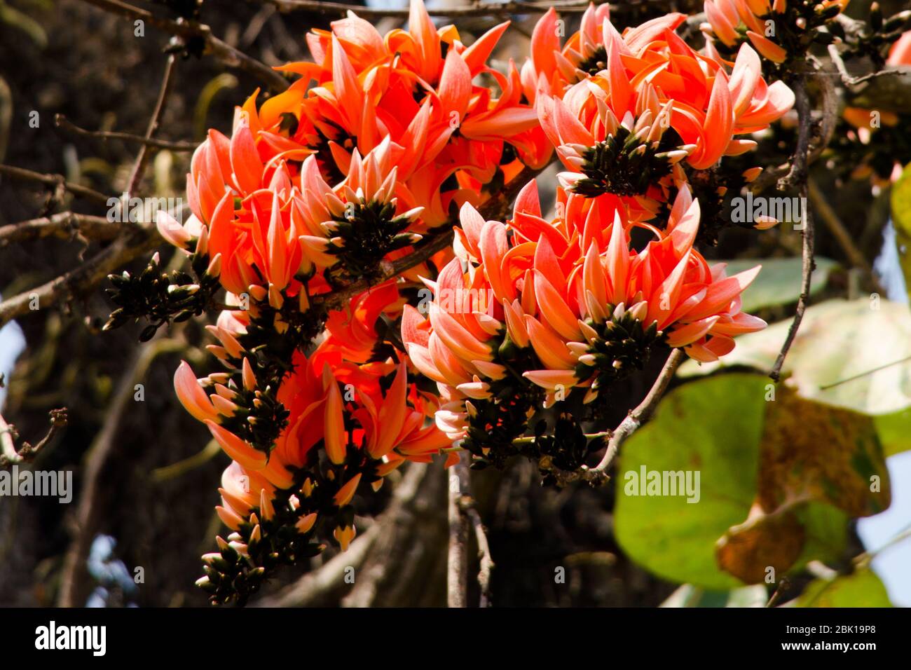 Bastard Teak is species of Butea native to tropical and sub-tropical ...