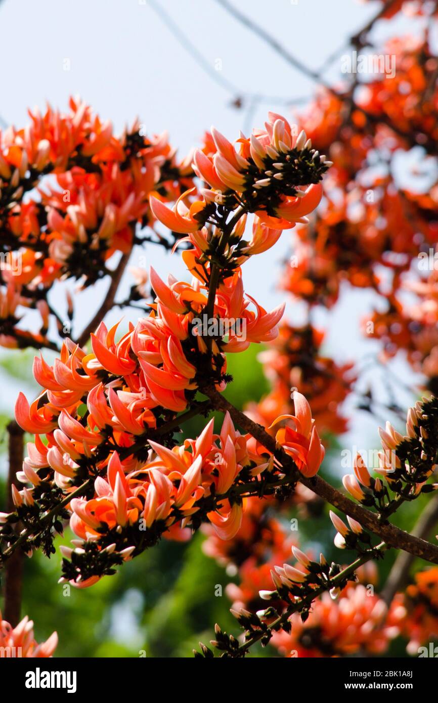 Bastard Teak is species of Butea native to tropical and sub-tropical ...
