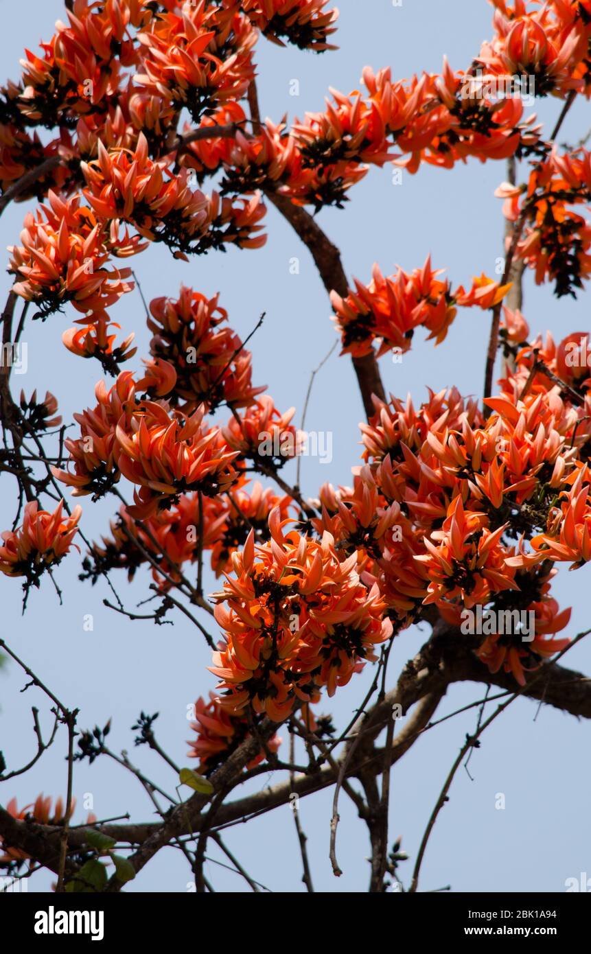 Bastard Teak is species of Butea native to tropical and sub-tropical ...