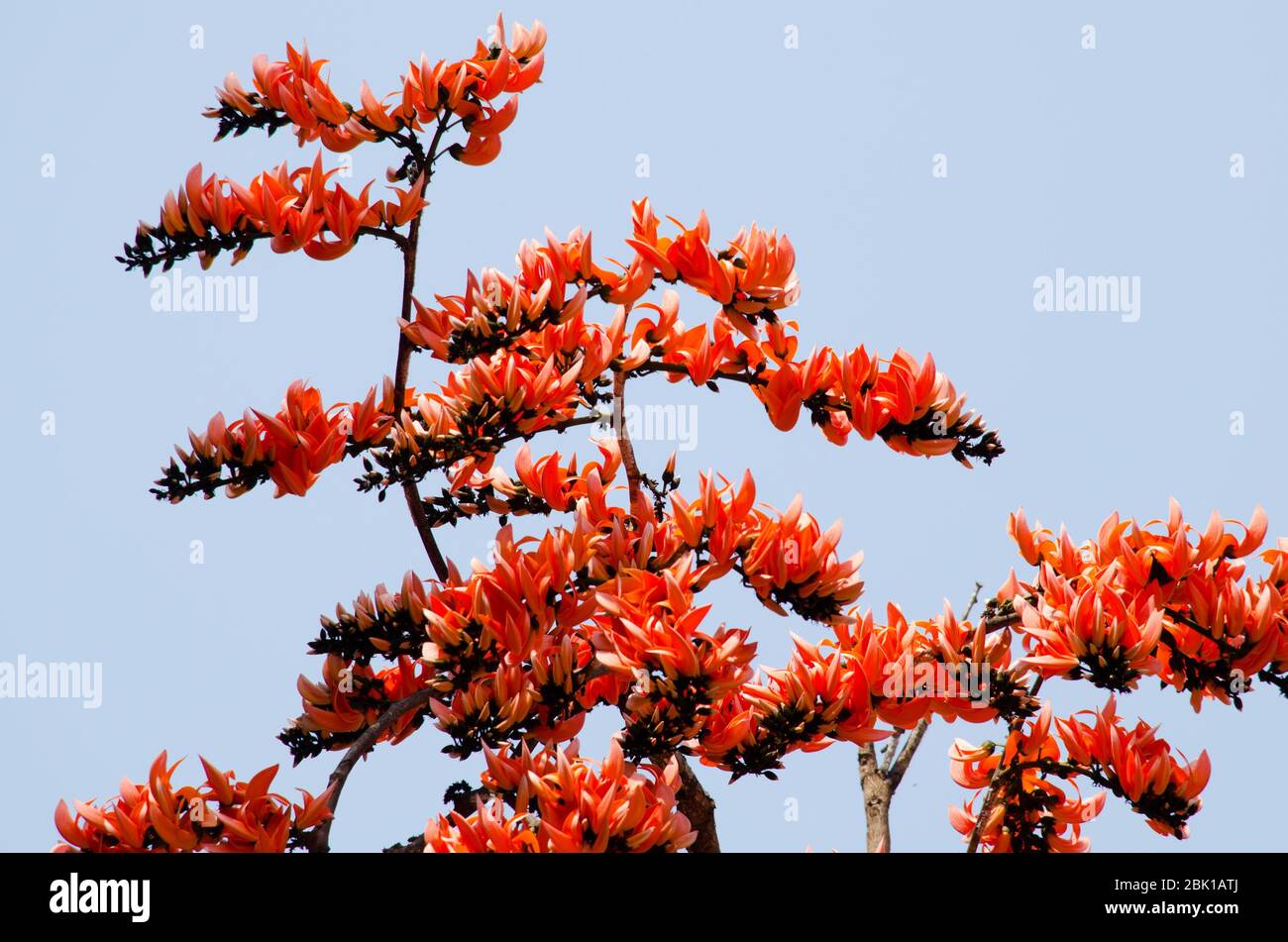 Bastard Teak is species of Butea native to tropical and sub-tropical ...