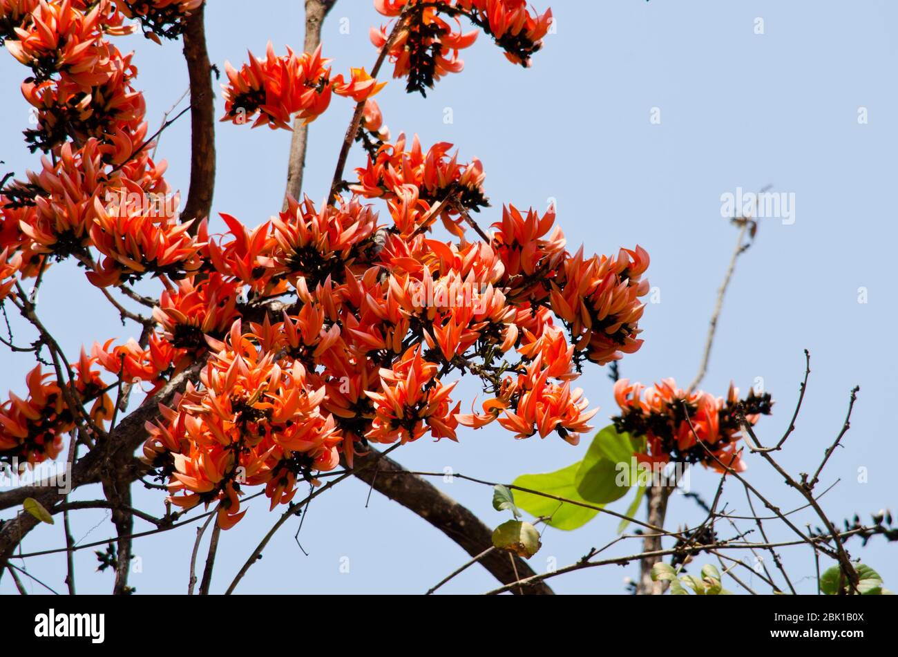 Bastard Teak is species of Butea native to tropical and sub-tropical ...