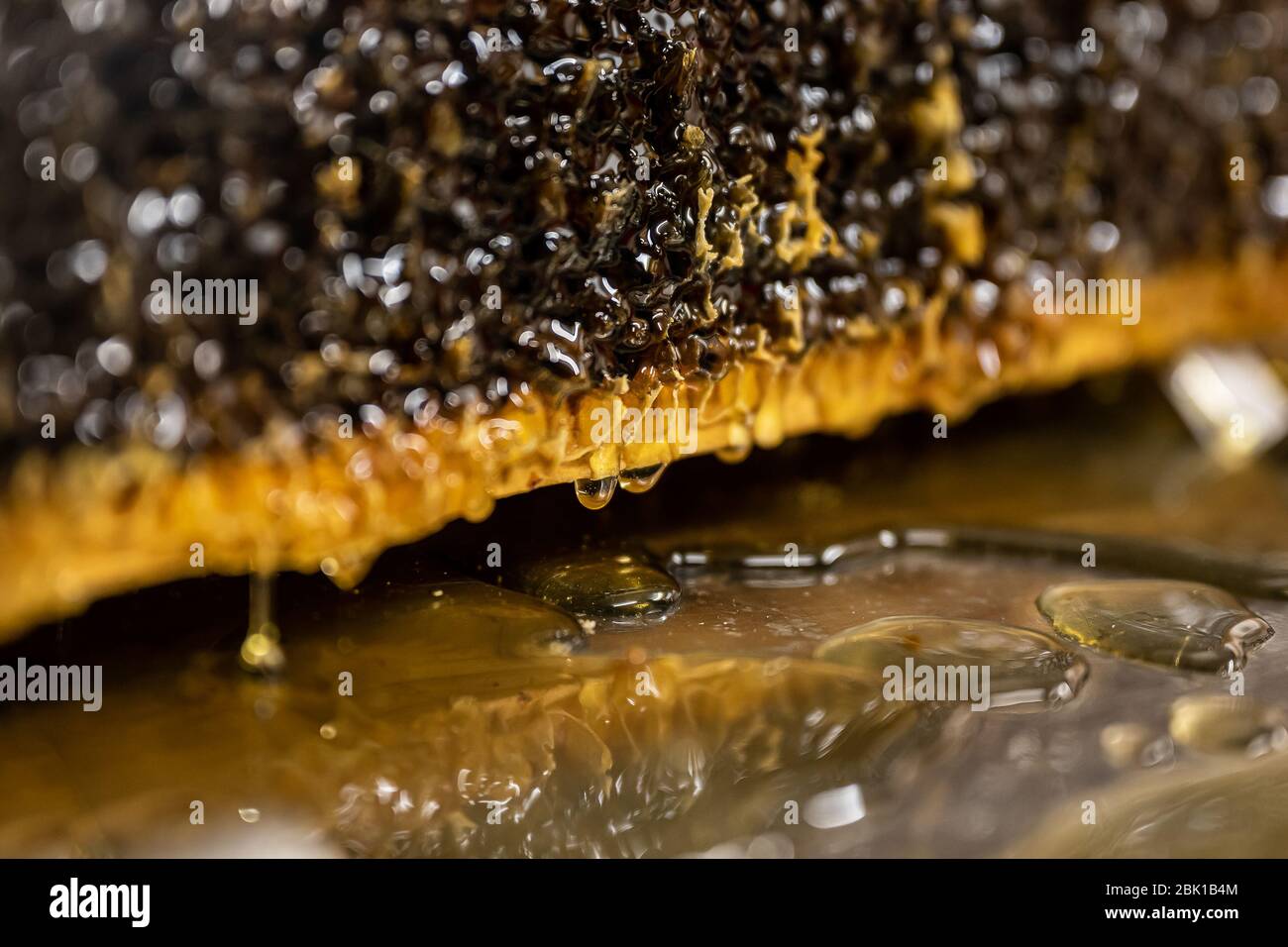 Glossy yellow golden honey comb reflection mirror sweet honey drips ...