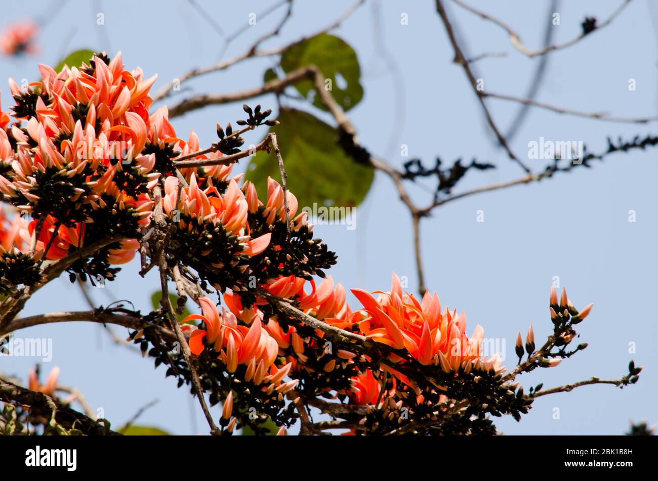 Bastard Teak is species of Butea native to tropical and sub-tropical ...