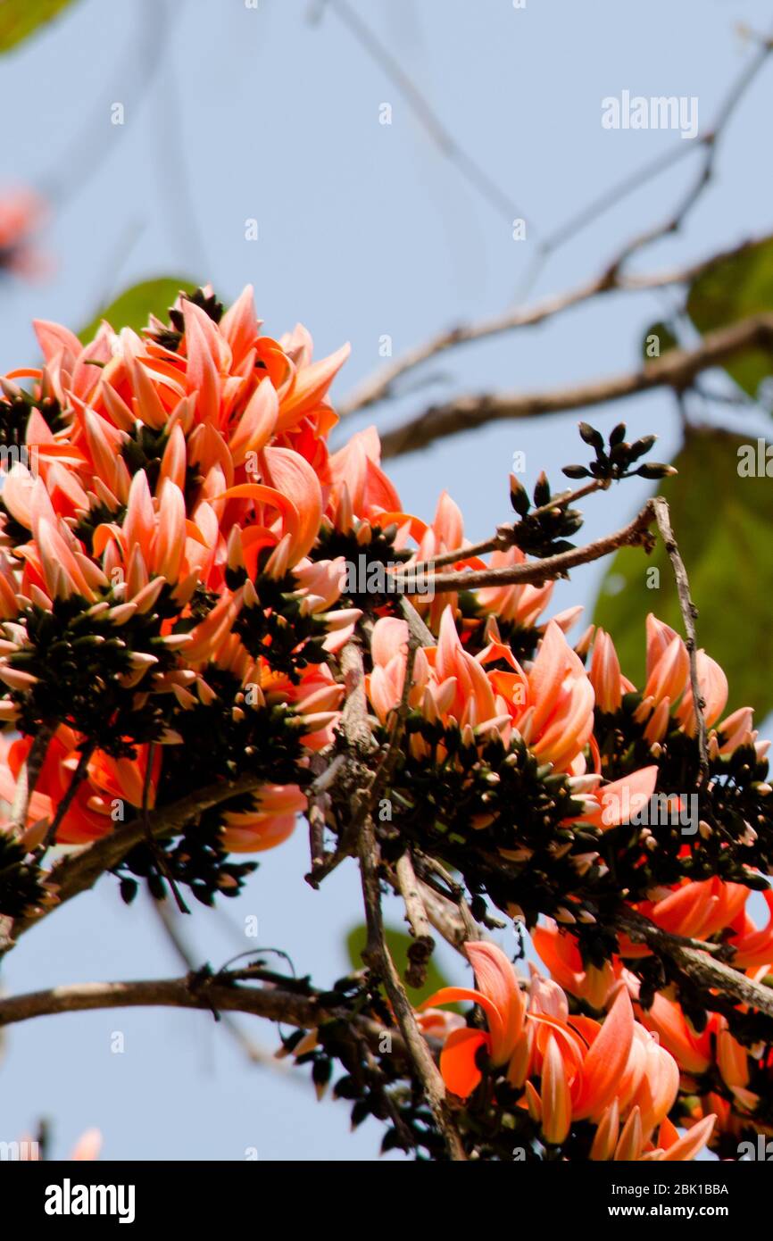 Bastard Teak is species of Butea native to tropical and sub-tropical ...