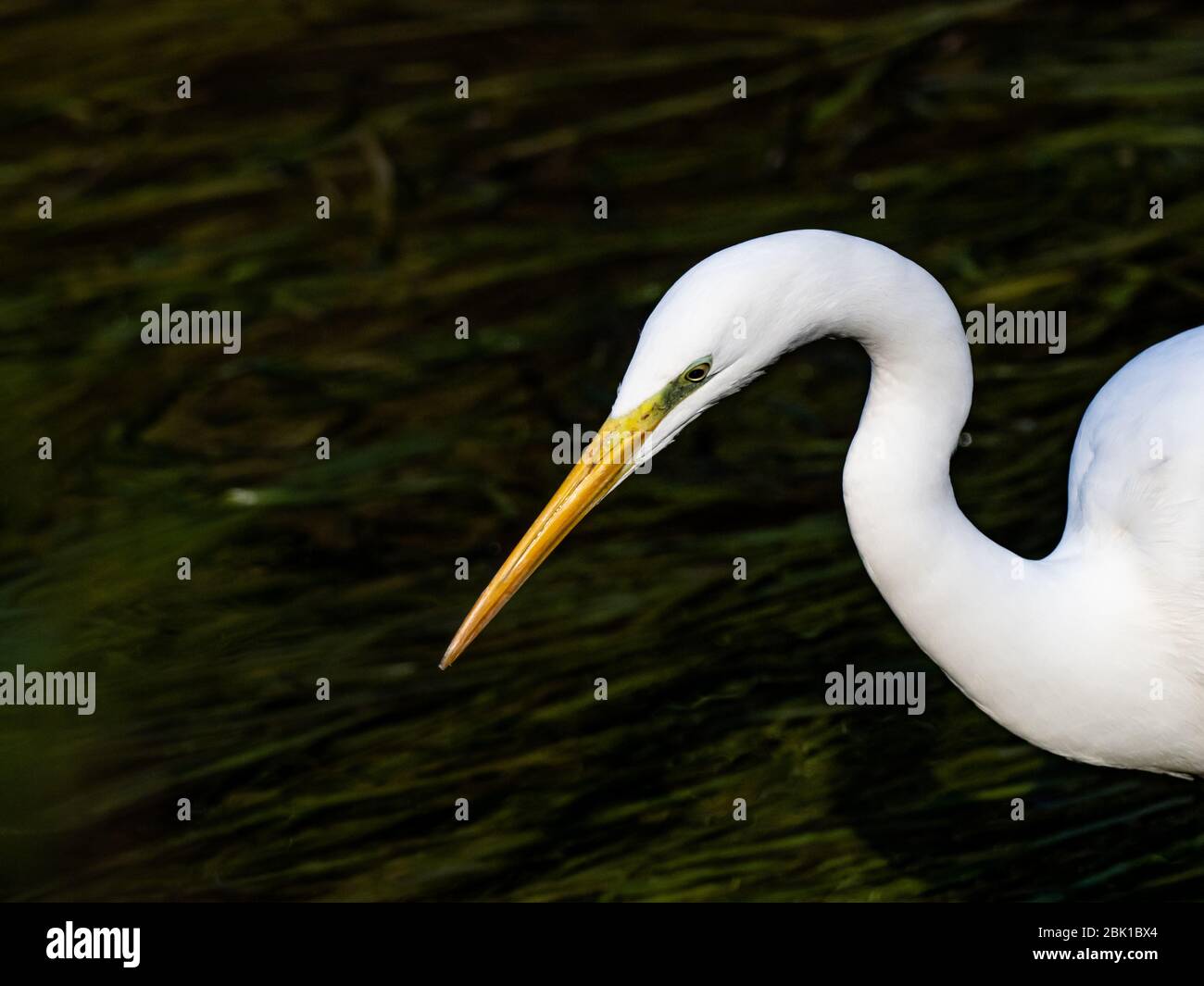 A portrait of a great egret wading in the Hikiji River, in Kanagawa ...