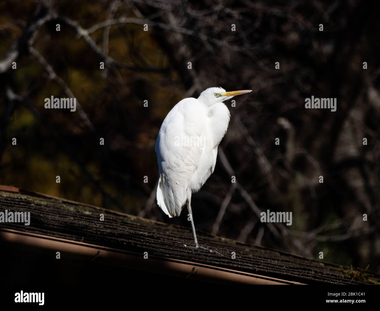 Beautiful great egret perches hi-res stock photography and images - Alamy