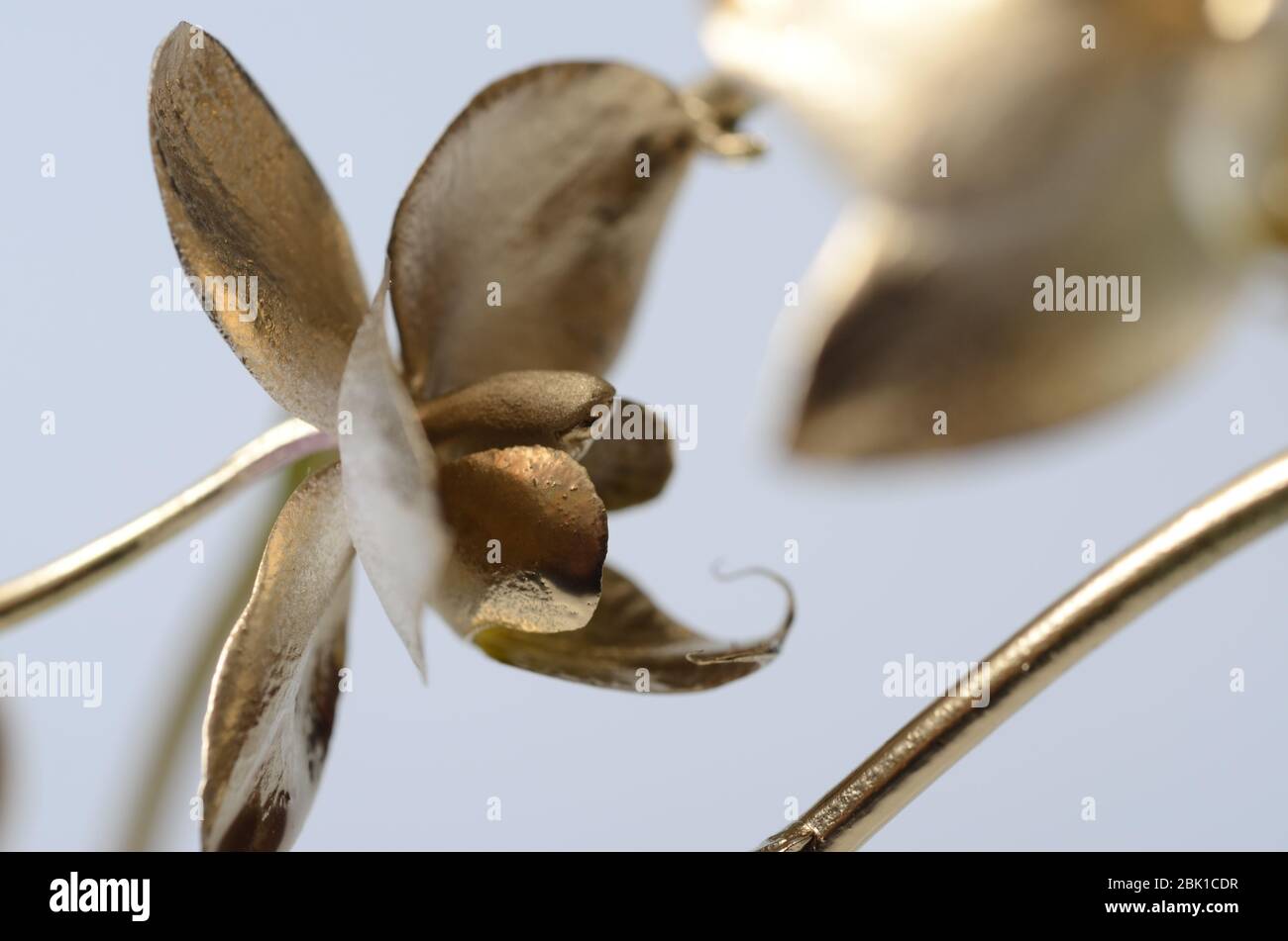 Gold orchid hi-res stock photography and images - Alamy