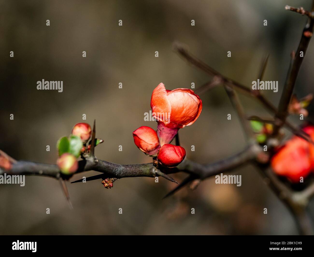 The red blossoms of a Japanese quince bush, Chaenomeles japonica or ...