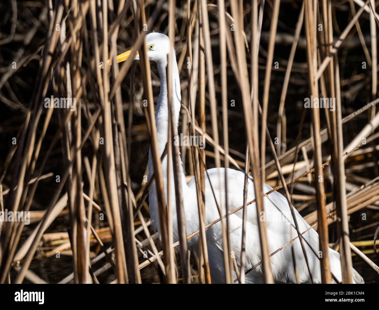 A portrait of a great egret wading in the Hikiji River, in Kanagawa ...