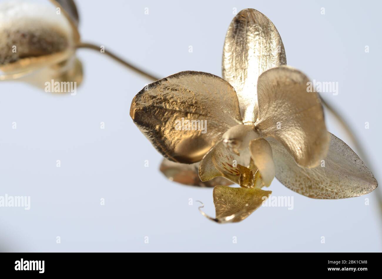 Gold orchid hi-res stock photography and images - Alamy