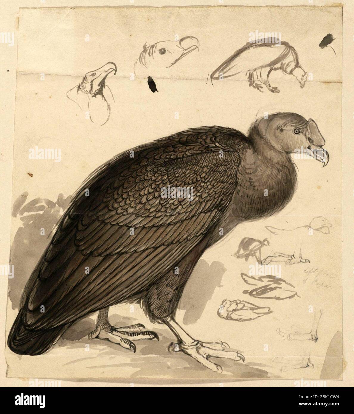 Ms condor hi-res stock photography and images - Alamy