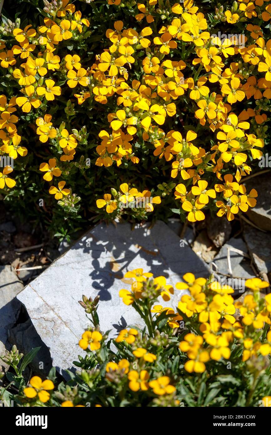 Yellow wallflower hi-res stock photography and images - Alamy