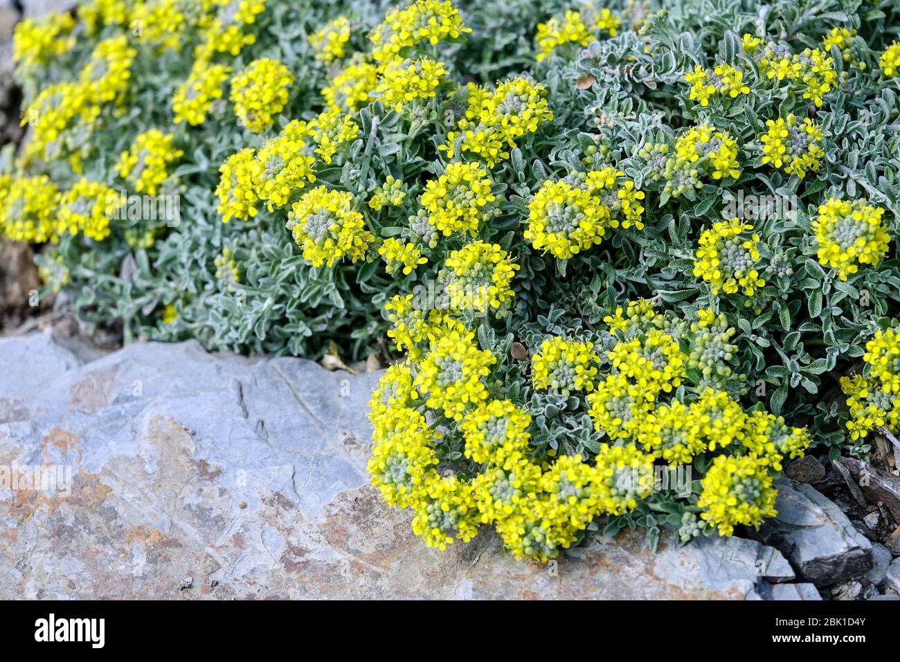 Alyssum alyssum hi-res stock photography and images - Alamy