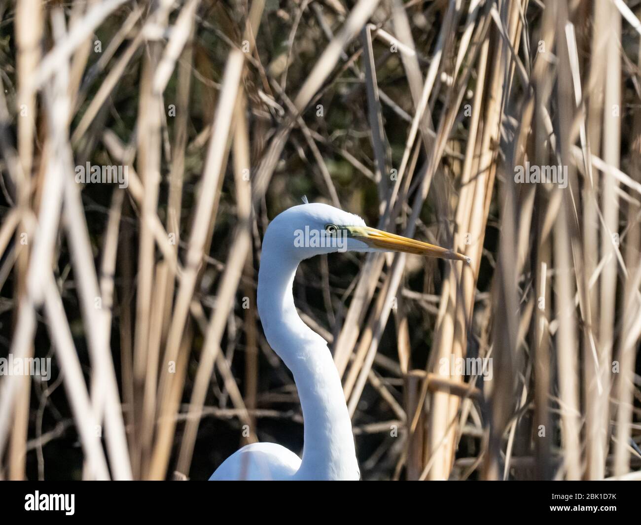 A portrait of a great egret wading in the Hikiji River, in Kanagawa ...