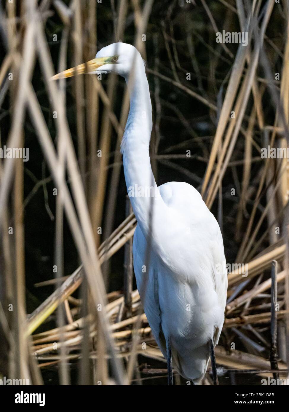 A portrait of a great egret wading in the Hikiji River, in Kanagawa ...