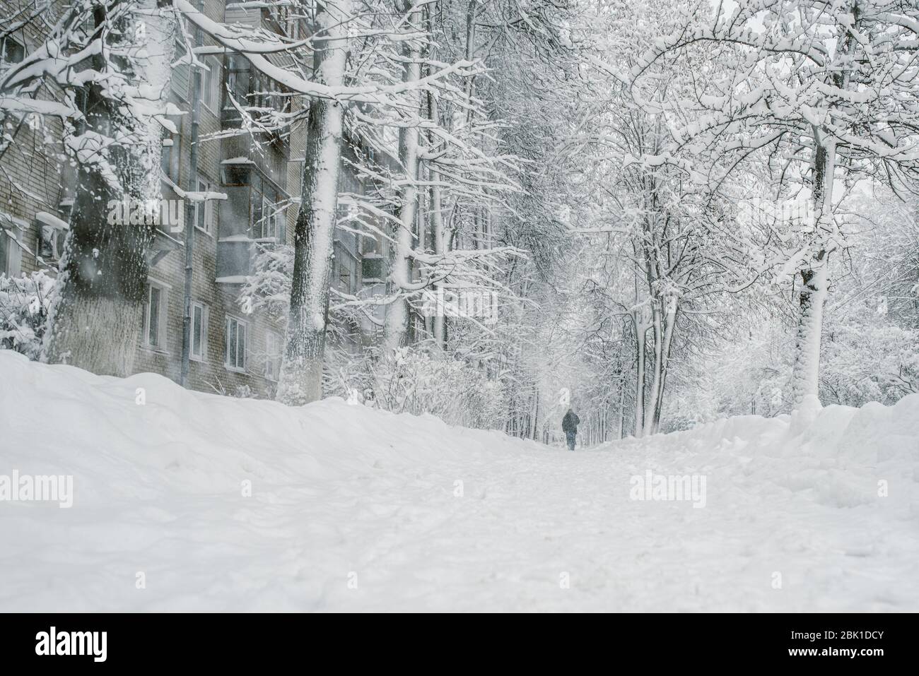 Extreme Wide Shot with a snowy road, trees and the figure of a walking ...