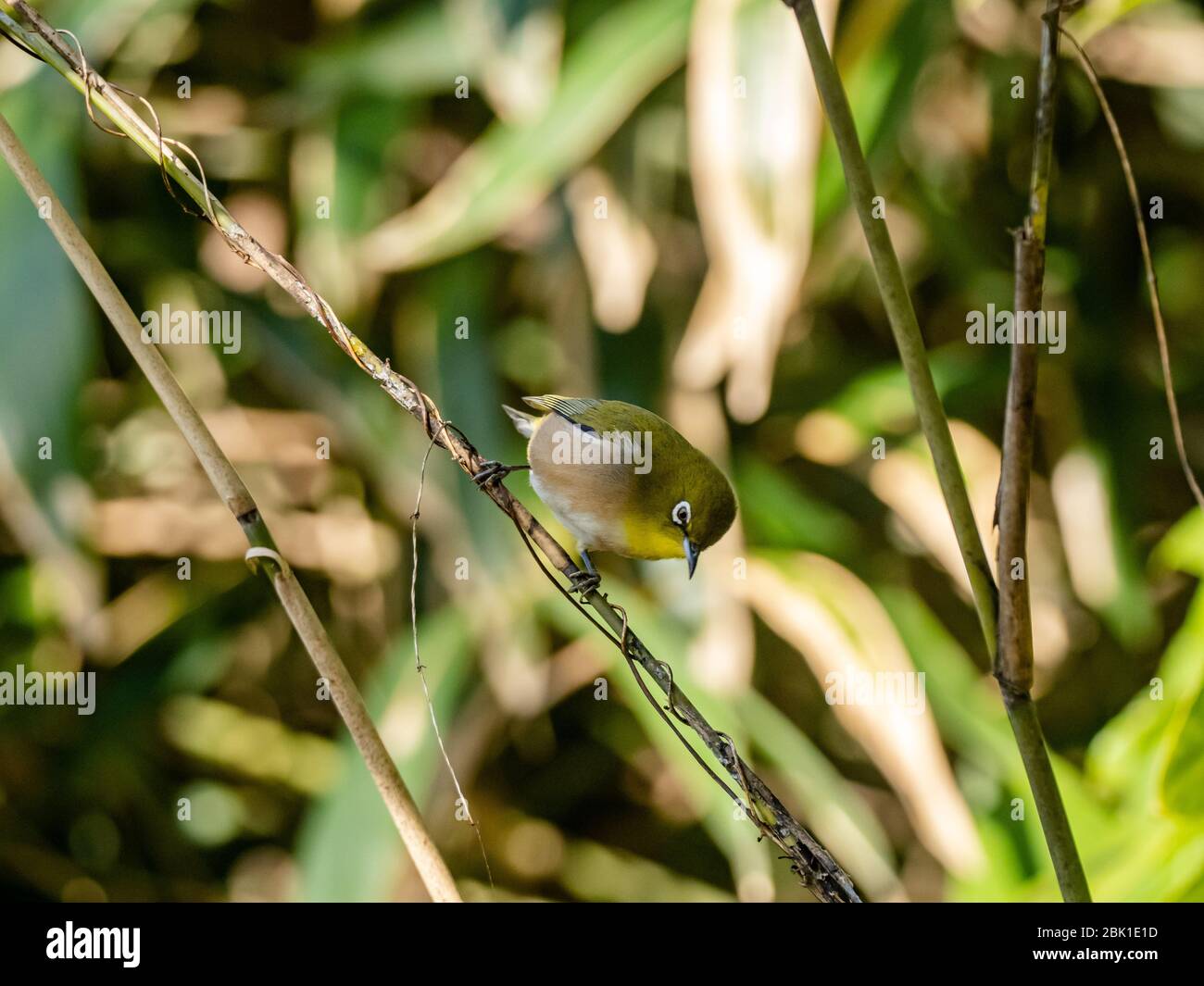A Japanese white-eye, also called a warbling white-eye or mountain ...
