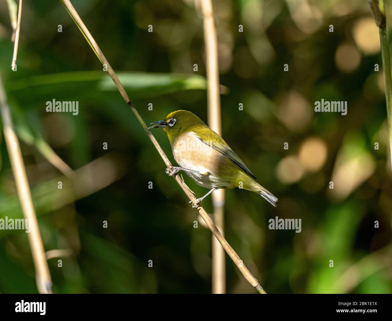 A Japanese white-eye, also called a warbling white-eye or mountain ...