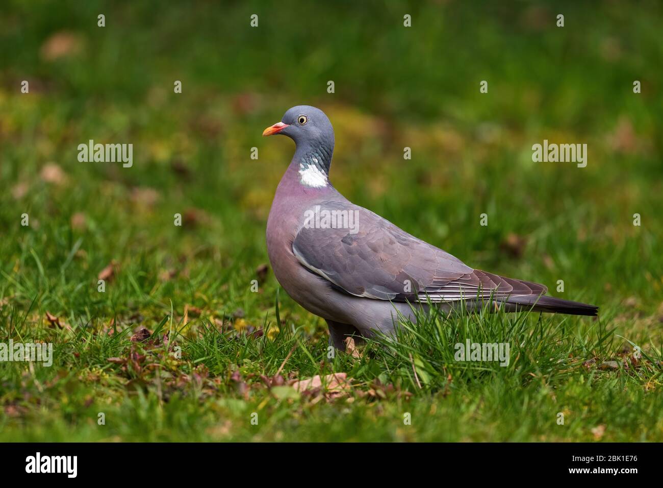 Woodpigeon - Columba palumbus, beautiful colorful pigeon from European ...