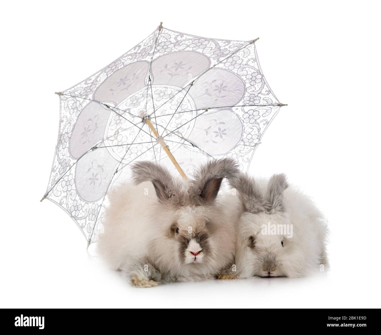 Angoras hi-res stock photography and images - Alamy