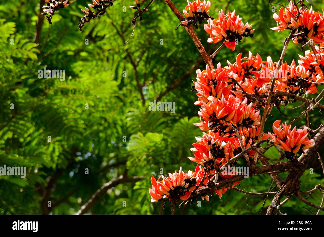 Bastard Teak is species of Butea native to tropical and sub-tropical ...