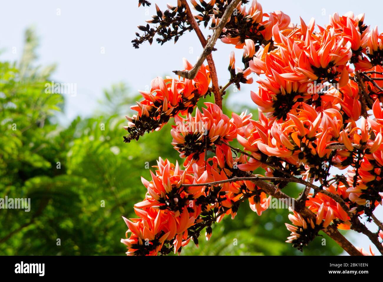 Bastard Teak is species of Butea native to tropical and sub-tropical ...