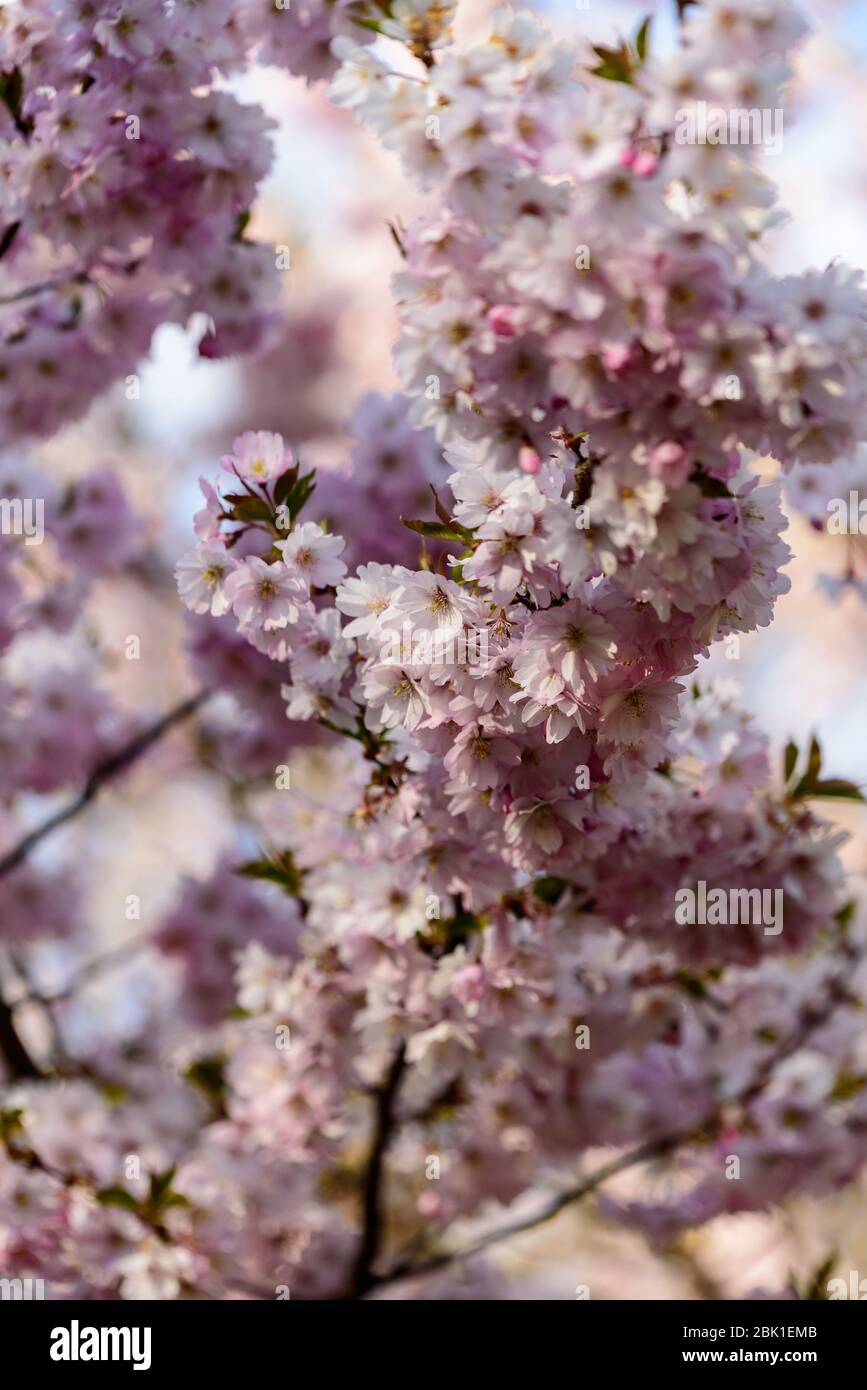 sakura cherry tree pink flowers bloom in spring and delight people with ...