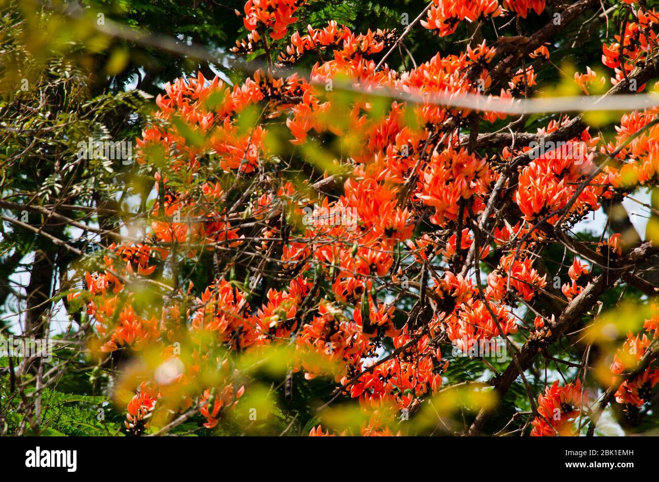 Bastard Teak is species of Butea native to tropical and sub-tropical ...