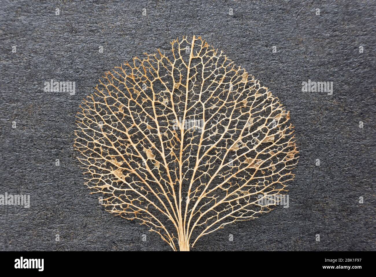 Skeleton flower hi-res stock photography and images - Alamy