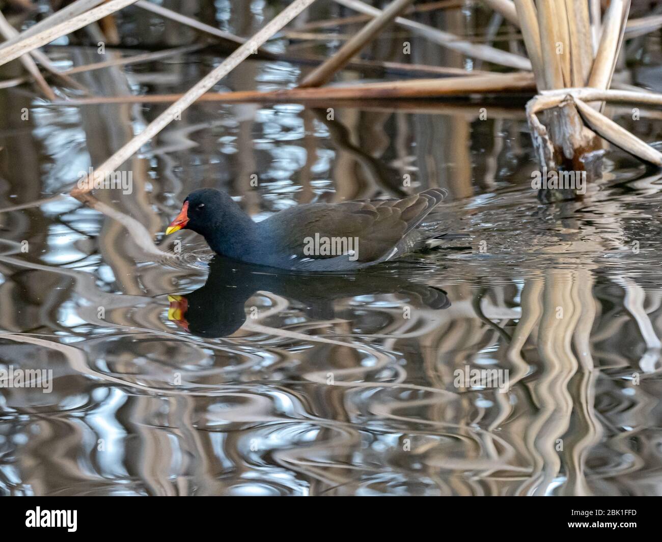 Eurasian common moorhen hi-res stock photography and images - Alamy