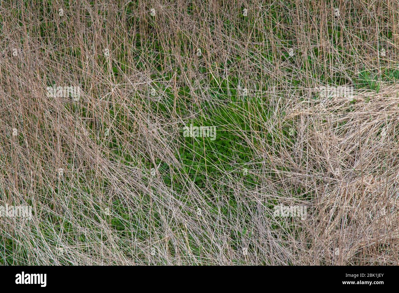 Photo of Young Grass Emerging Trough old Stalks in Spring on Hill Stock ...