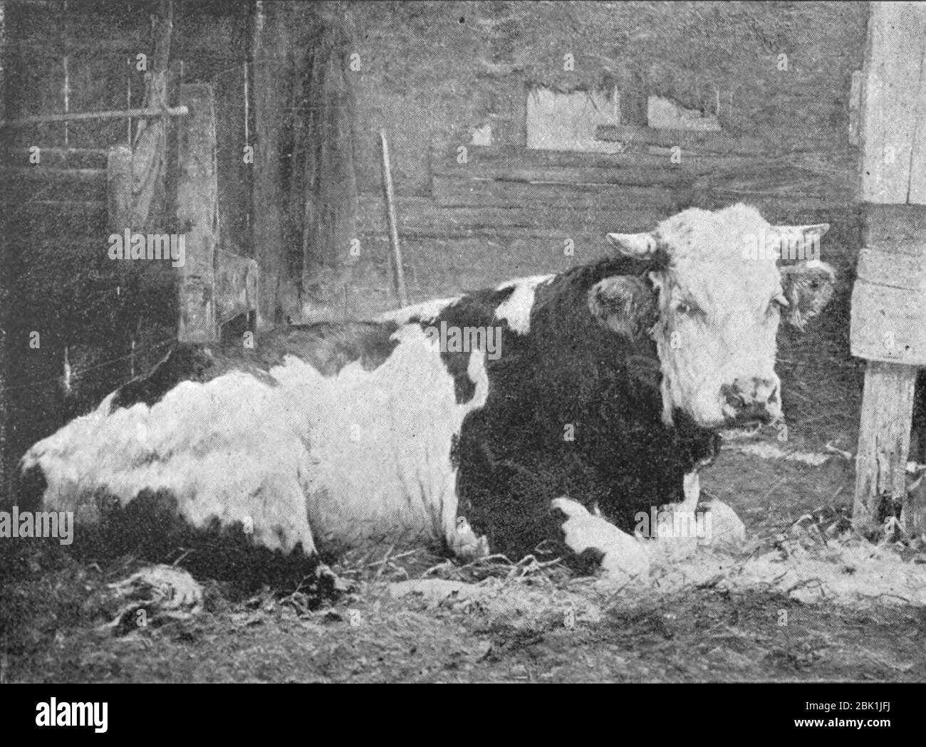 Norman bull hi-res stock photography and images - Alamy