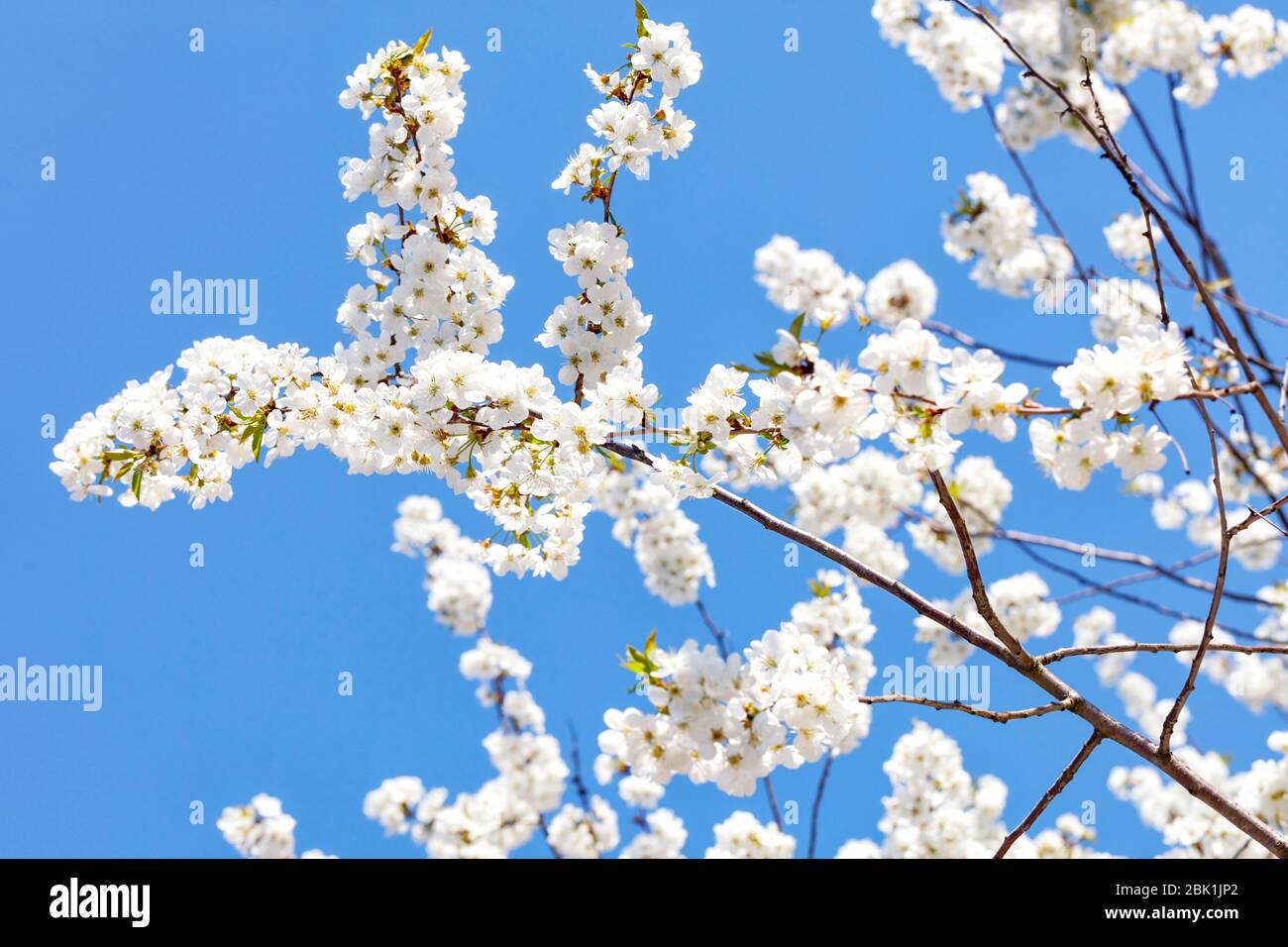Delicate branch of a blossoming apple tree with snow-white flowers ...