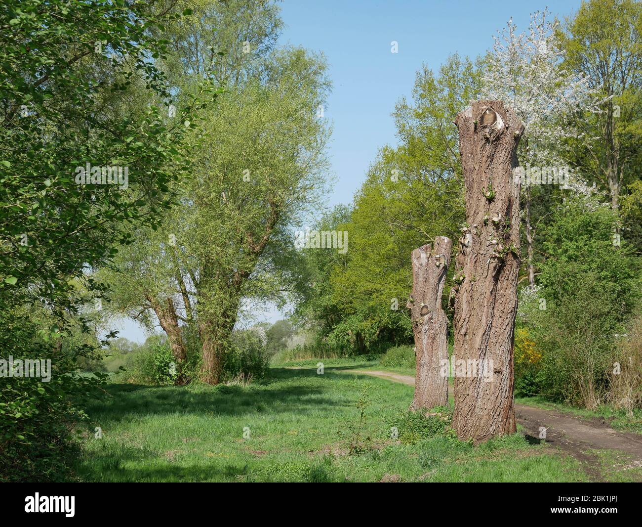 Two tree trunks hi-res stock photography and images - Alamy