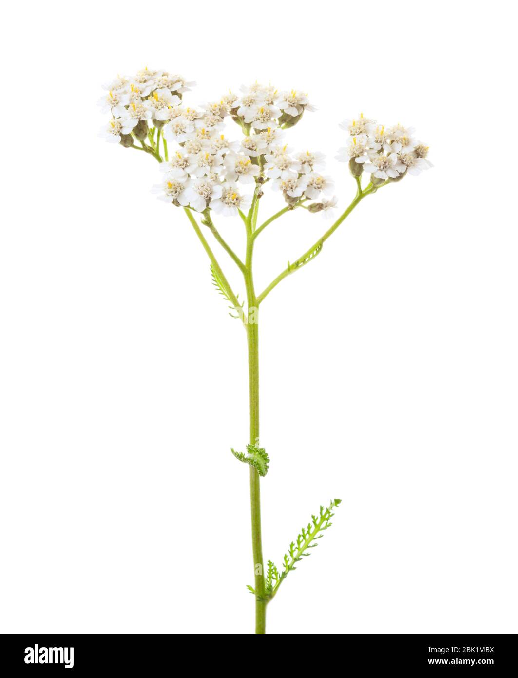 Yarrow (Achillea millefolium) flower isolated on white background Stock ...